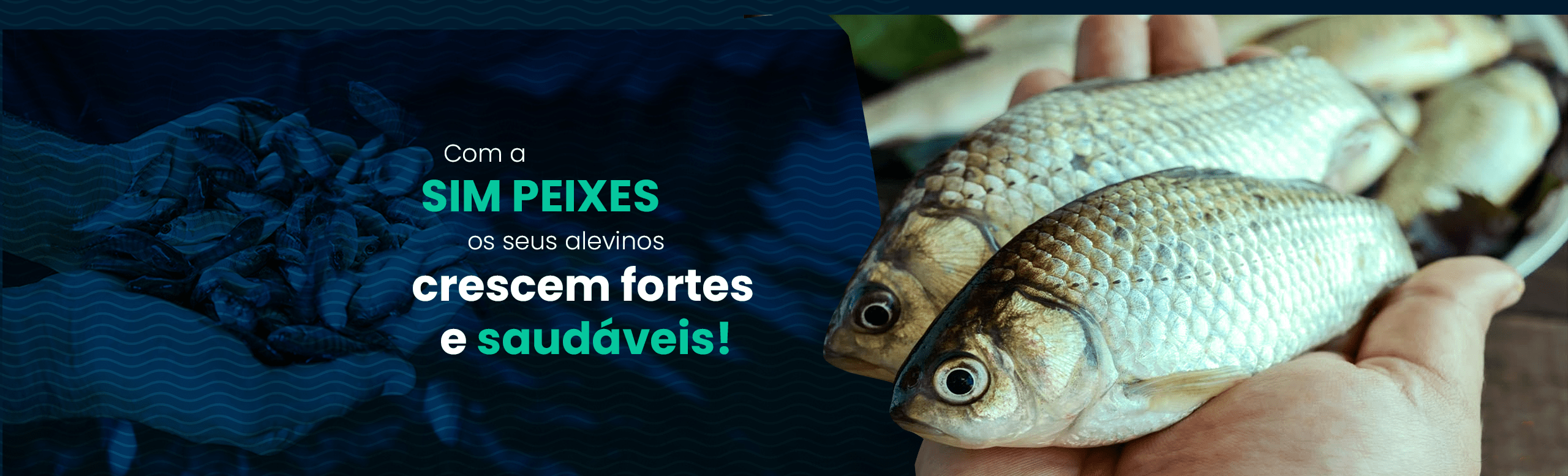 Home - Sim Peixes